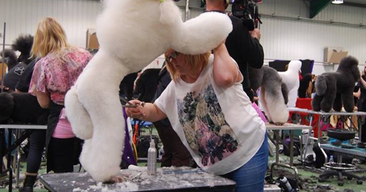 Dee for Dogs Grooming & Courses